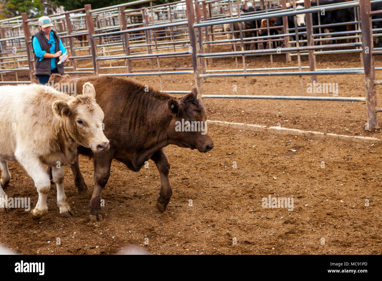 Murray grey cattle hi-res stock photography and images - Alamy