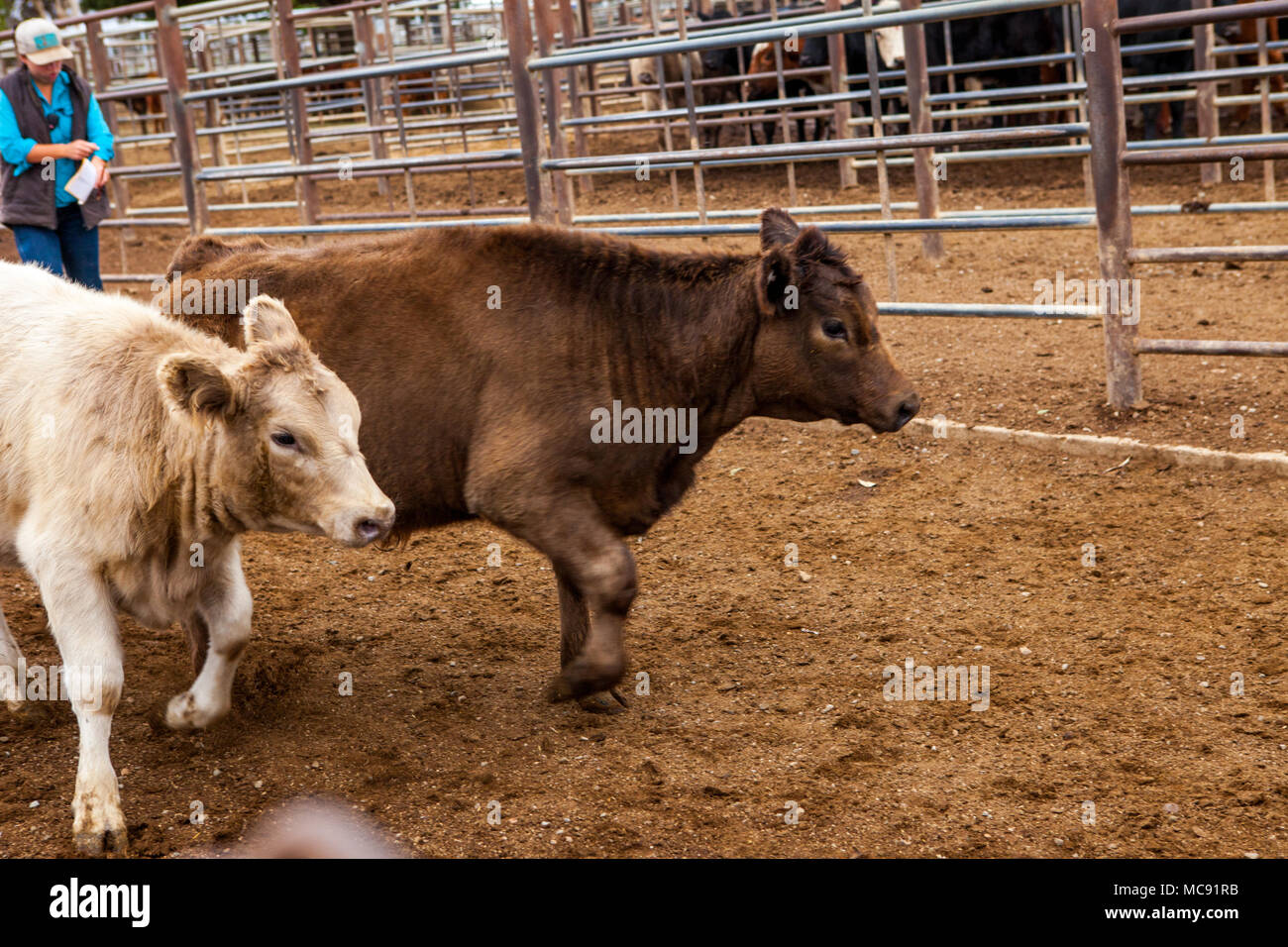 Murray Grey Cattle in sale pens at Wagga Livestock Centre Stock Photo ...