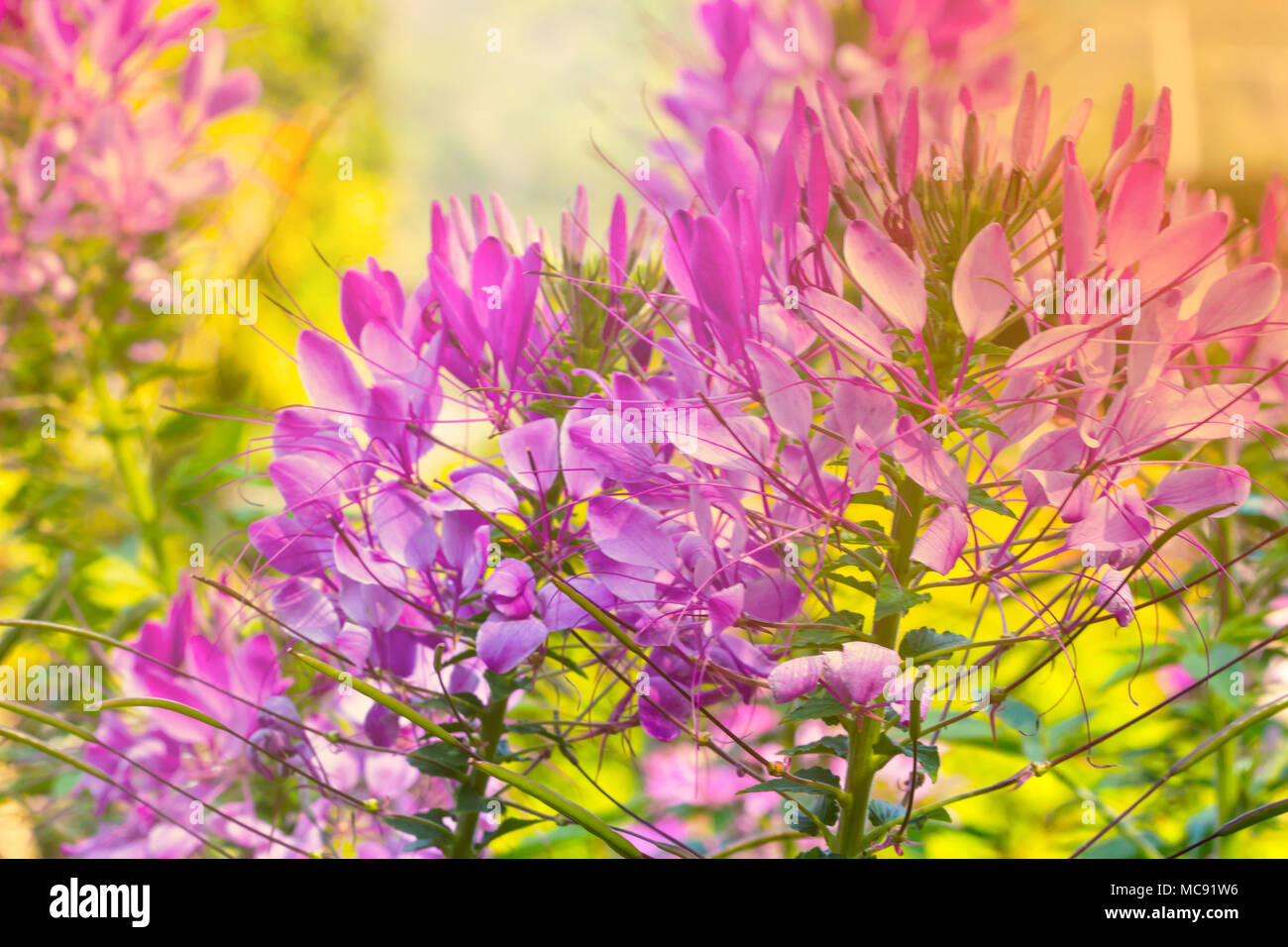 Cleome spinosa flowers field hi-res stock photography and images - Alamy