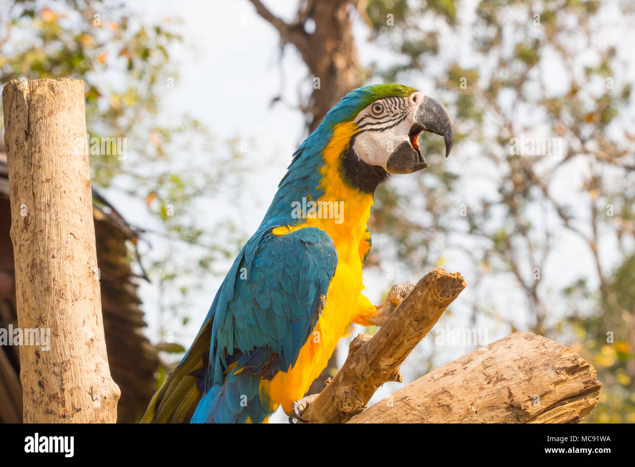 Colorful macaws parrot sitting on branch background Stock Photo - Alamy