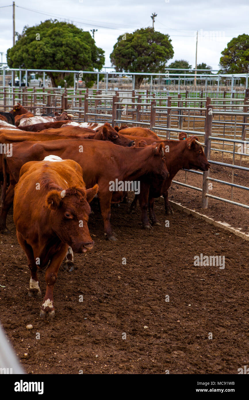 Red and white faced cattle hi-res stock photography and images - Alamy