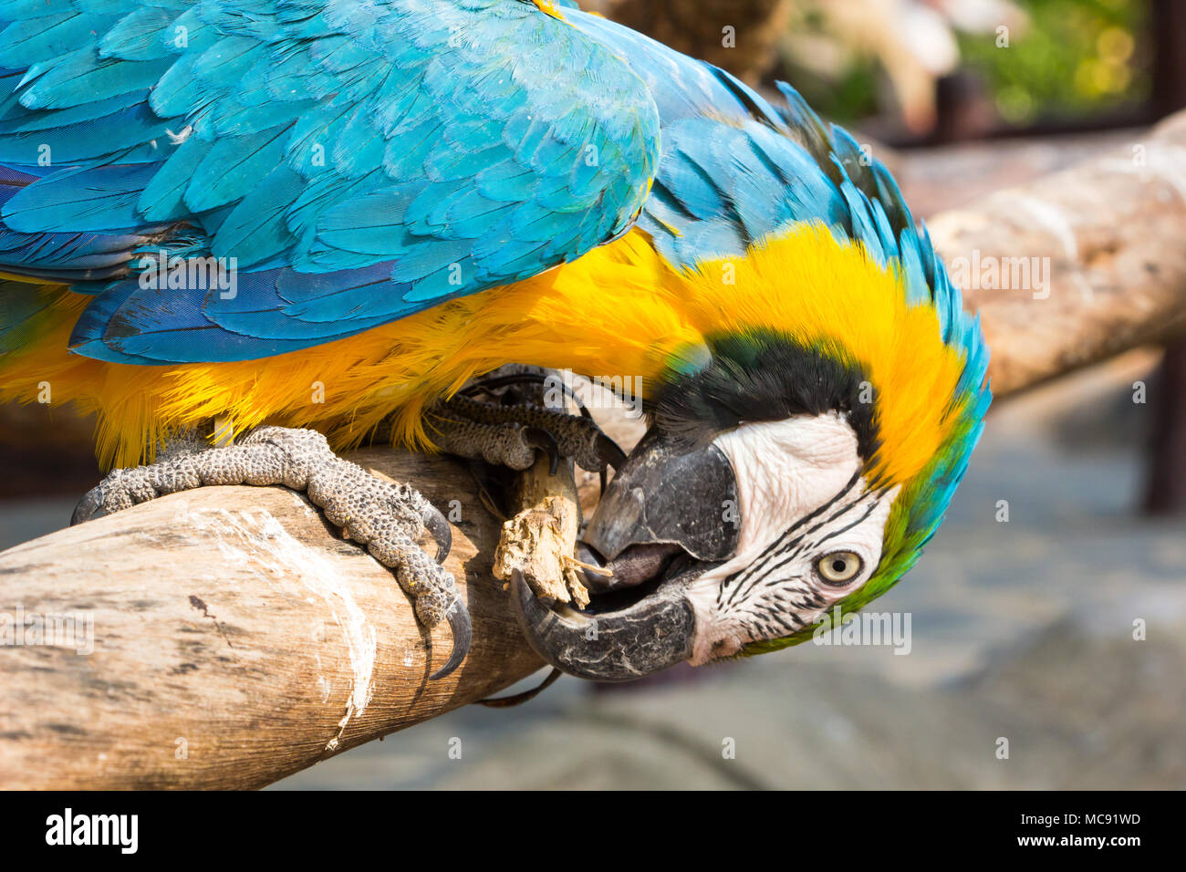 Scarlet macaws sitting on branch hi-res stock photography and images ...