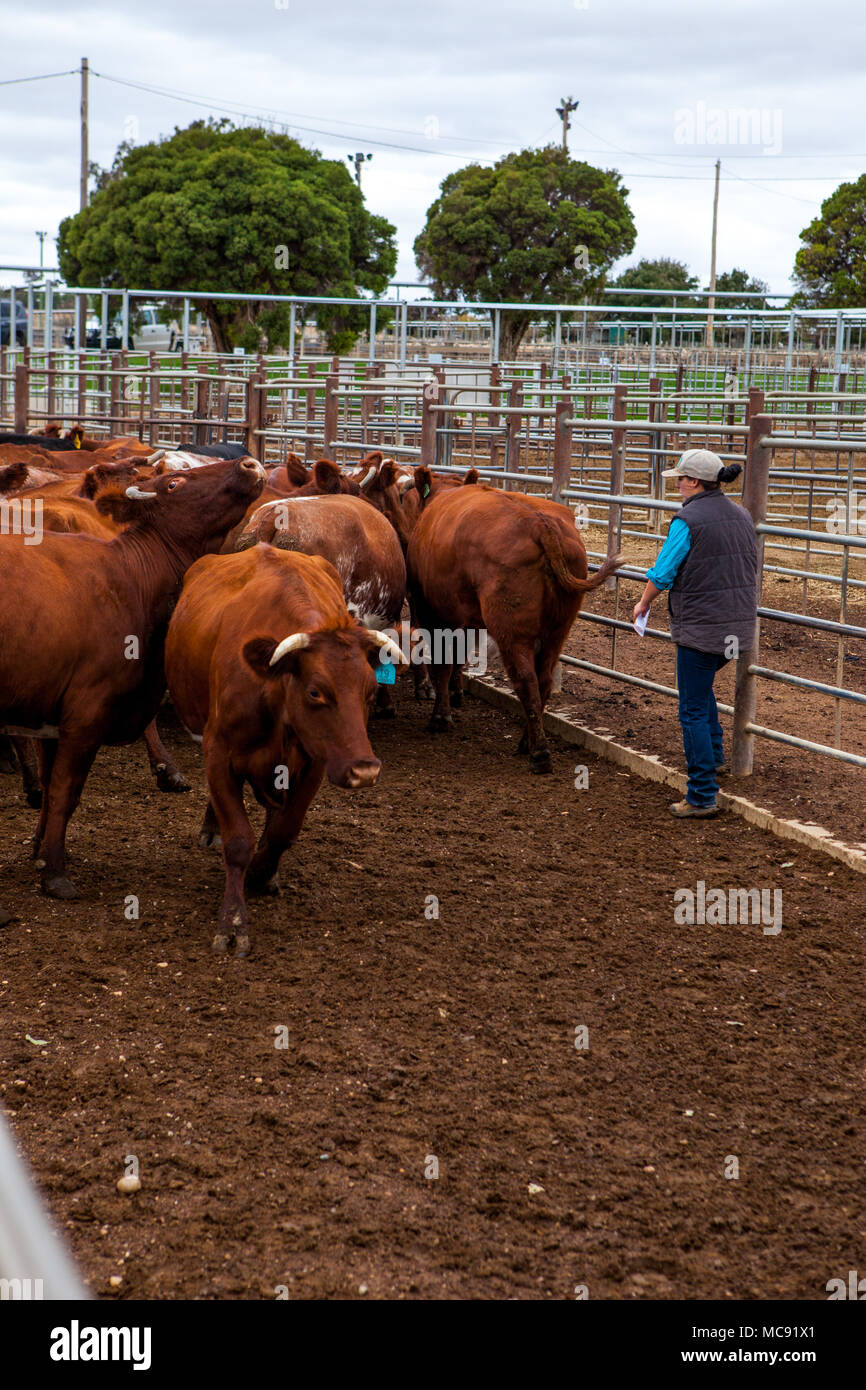 Red and white faced cattle hi-res stock photography and images - Alamy