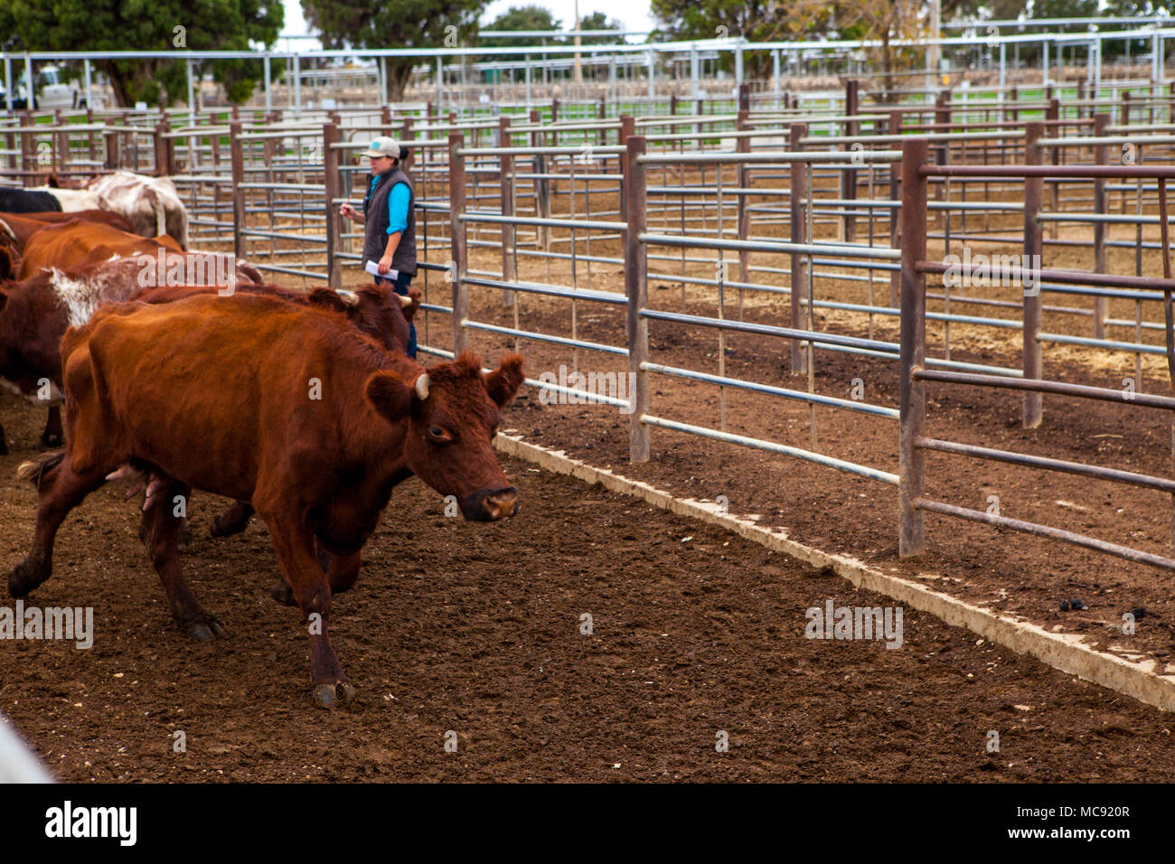 Murray grey cattle hi-res stock photography and images - Alamy