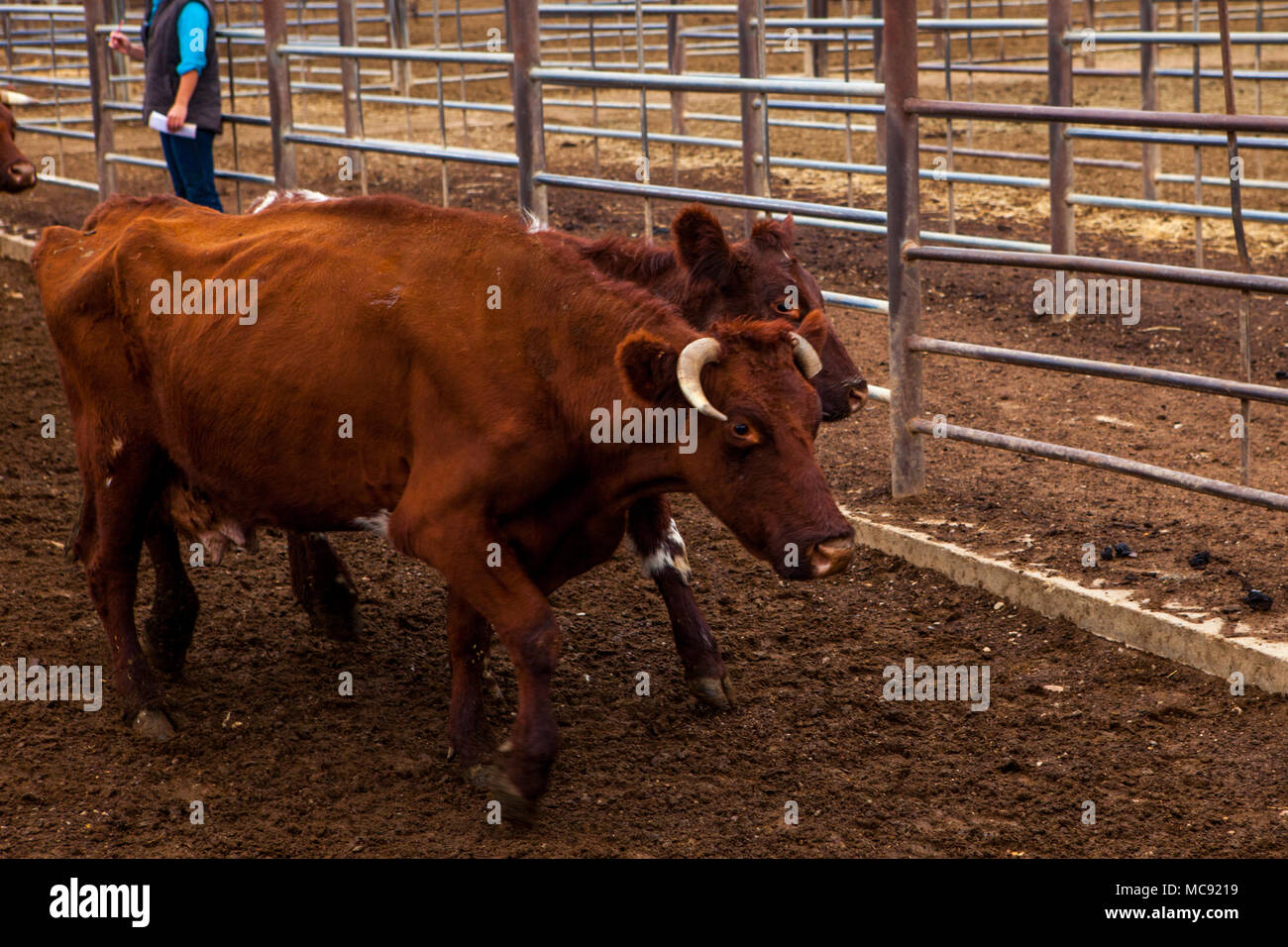Red and white faced cattle hi-res stock photography and images - Alamy