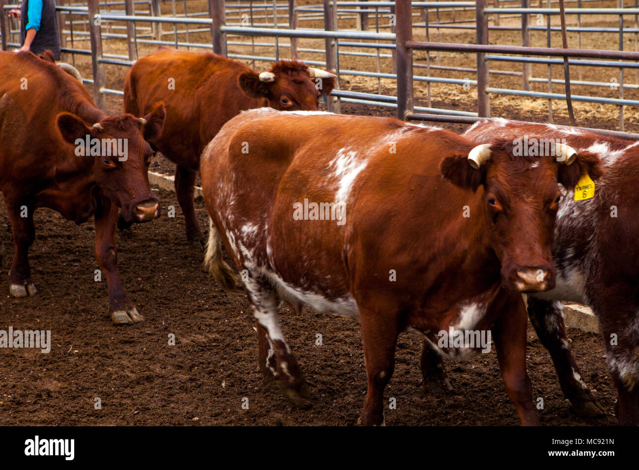 Red and white faced cattle hi-res stock photography and images - Alamy