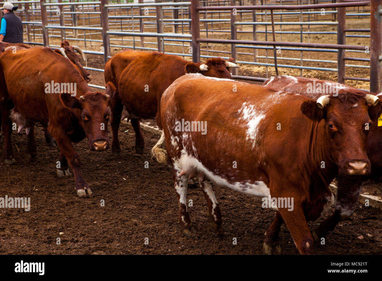 Red and white faced cattle hi-res stock photography and images - Alamy