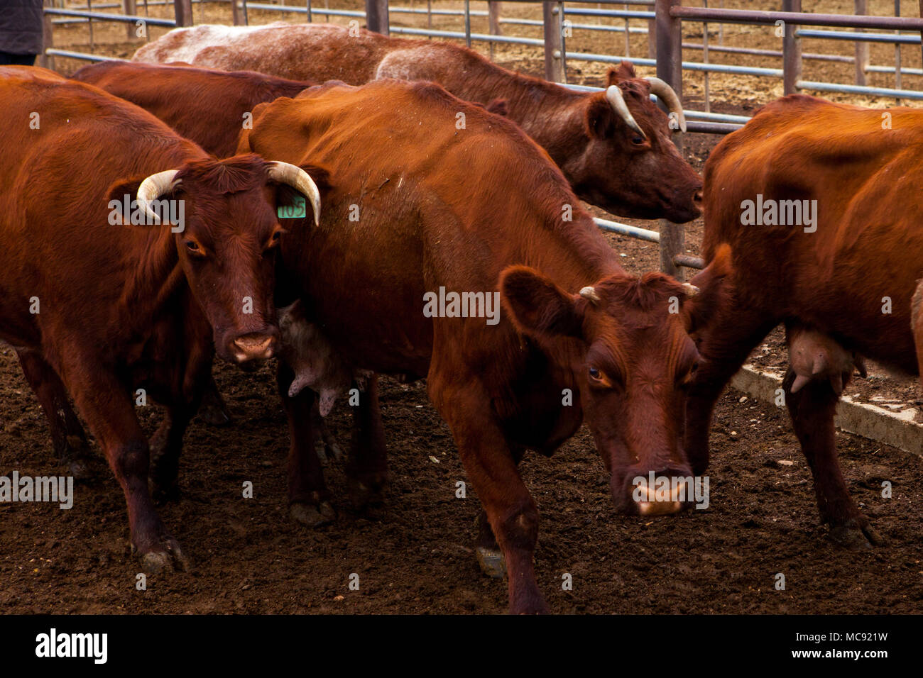 Red and white faced cattle hi-res stock photography and images - Alamy