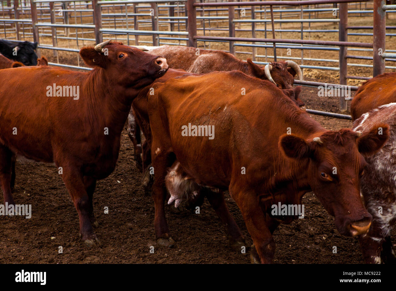 Cattle beast hi-res stock photography and images - Alamy