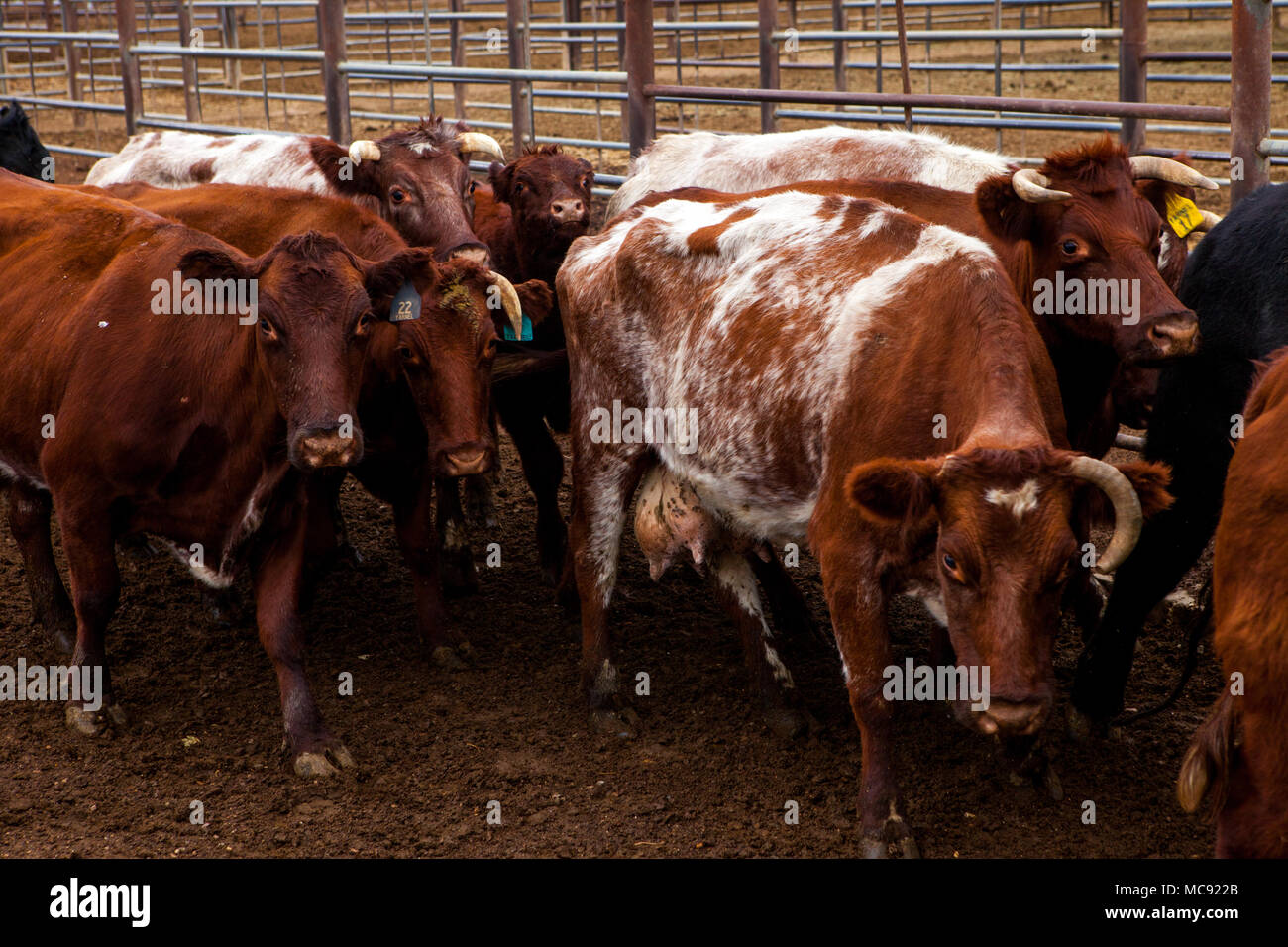 Red and white cattle in sale pens at Wagga Wagga sale yards Stock Photo ...