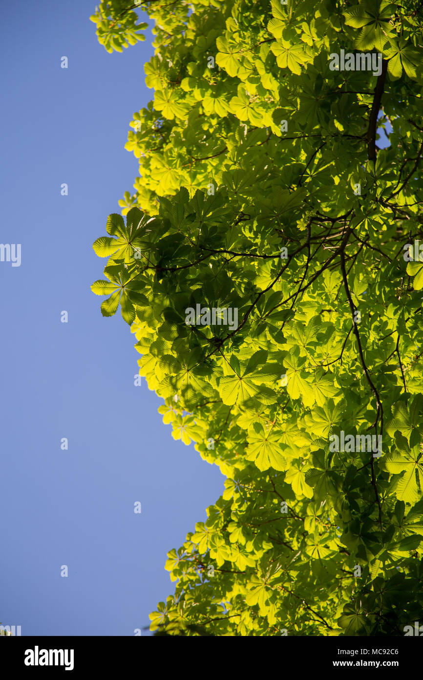 Vertical background vivid green tree crown sunshine Stock Photo - Alamy