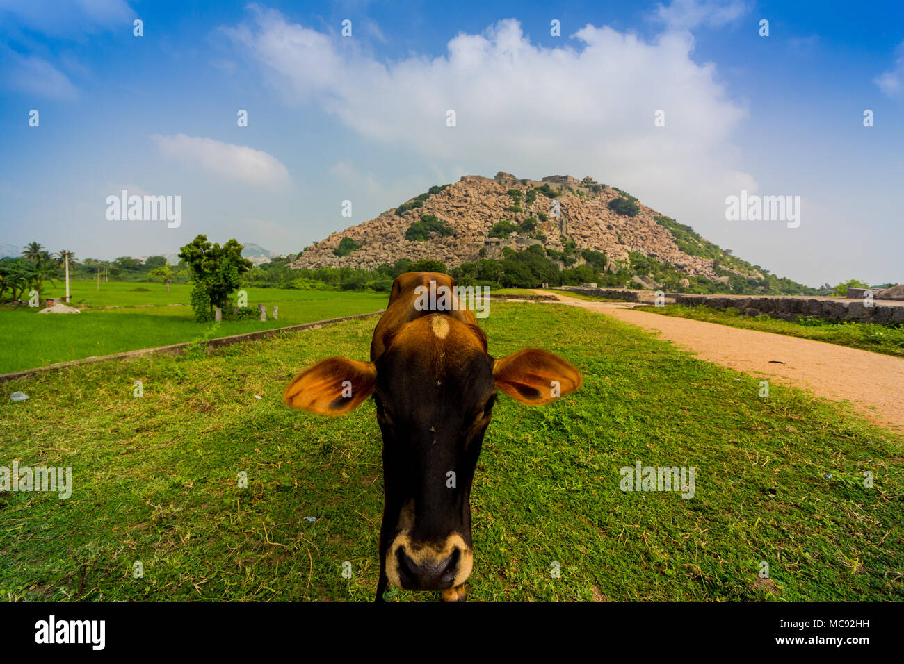 Cow in the paddy field hi-res stock photography and images - Alamy