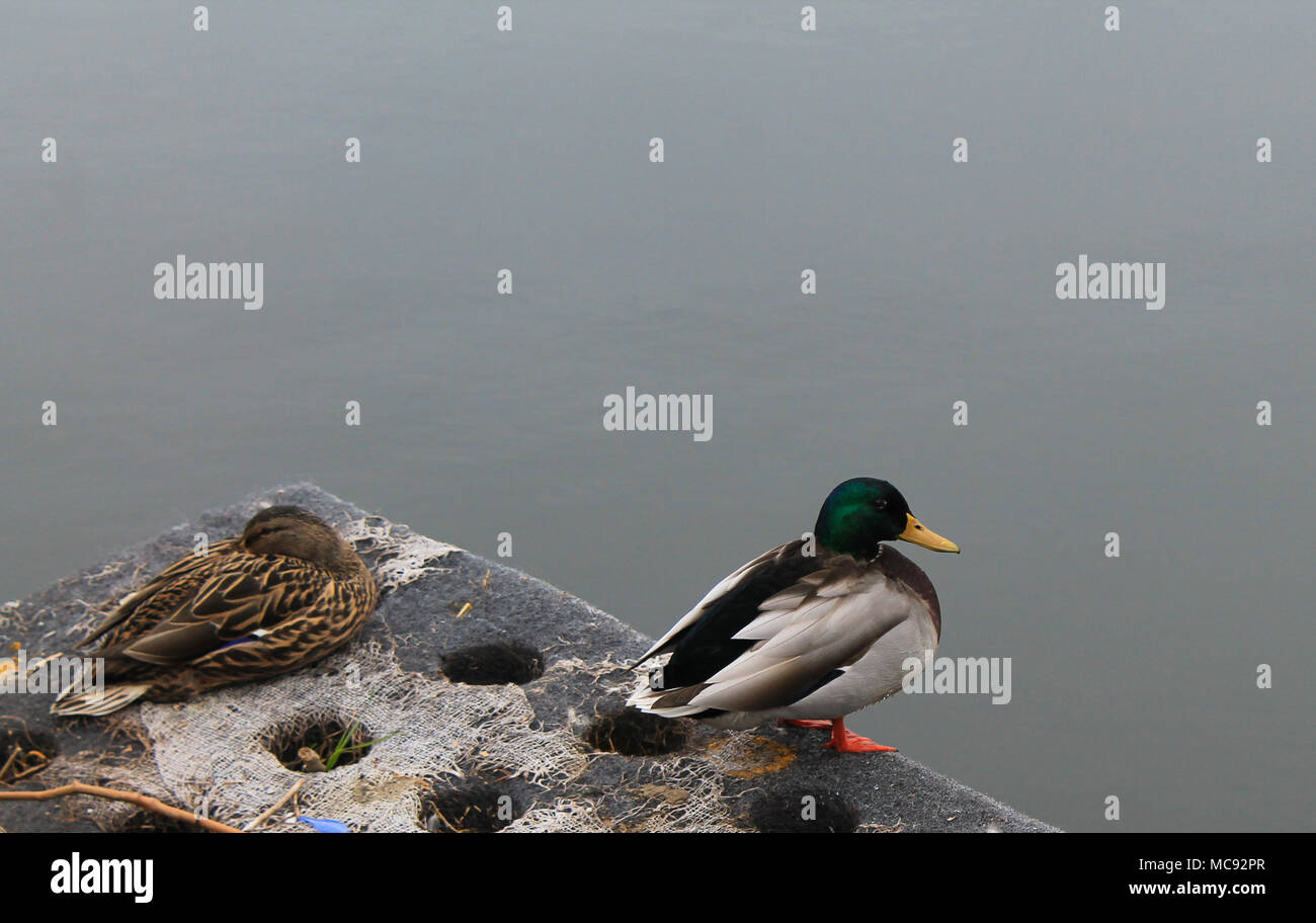 Ducks on the Water in Philadelphia Stock Photo - Alamy