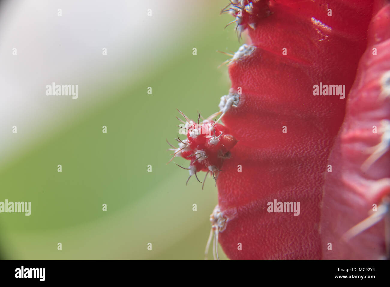 New growth on cactus hi-res stock photography and images - Alamy