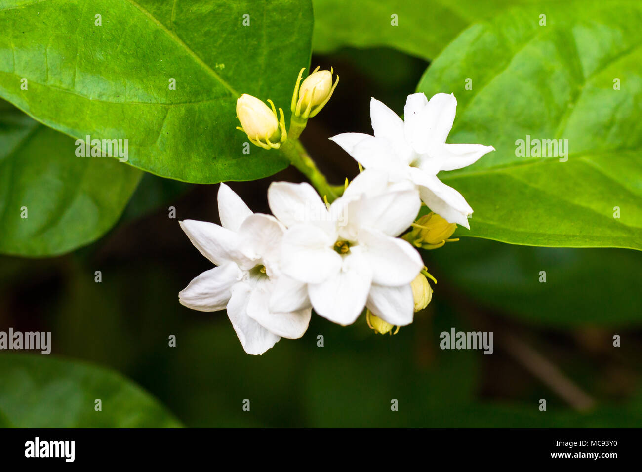 Sumer, flowers, macro hi-res stock photography and images - Alamy
