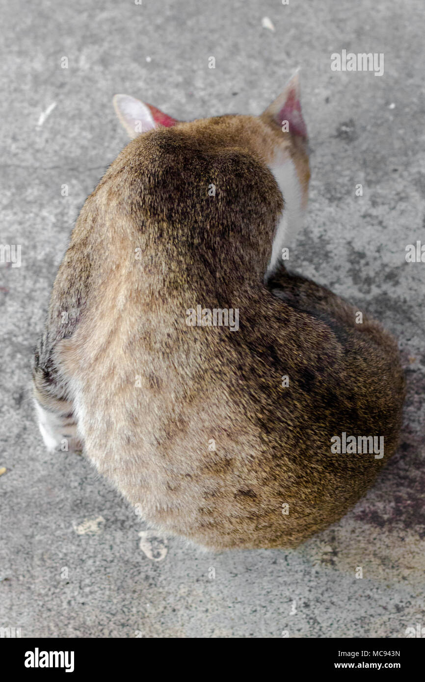Street cat isolate on background,front view from the top, technical ...