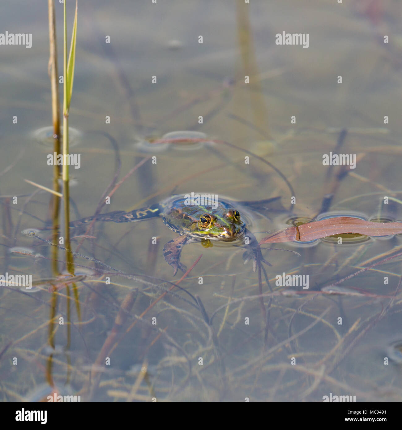 Animal pond hi-res stock photography and images - Alamy
