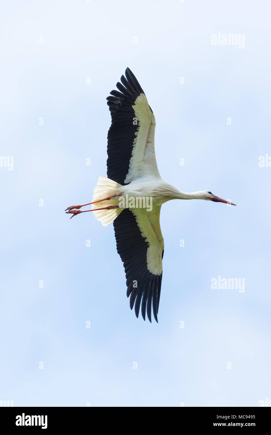 Black stork wings hi-res stock photography and images - Alamy