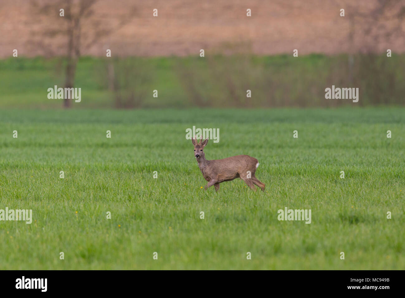 young natural roebuck (capreolus) in green meadow, trees in background ...