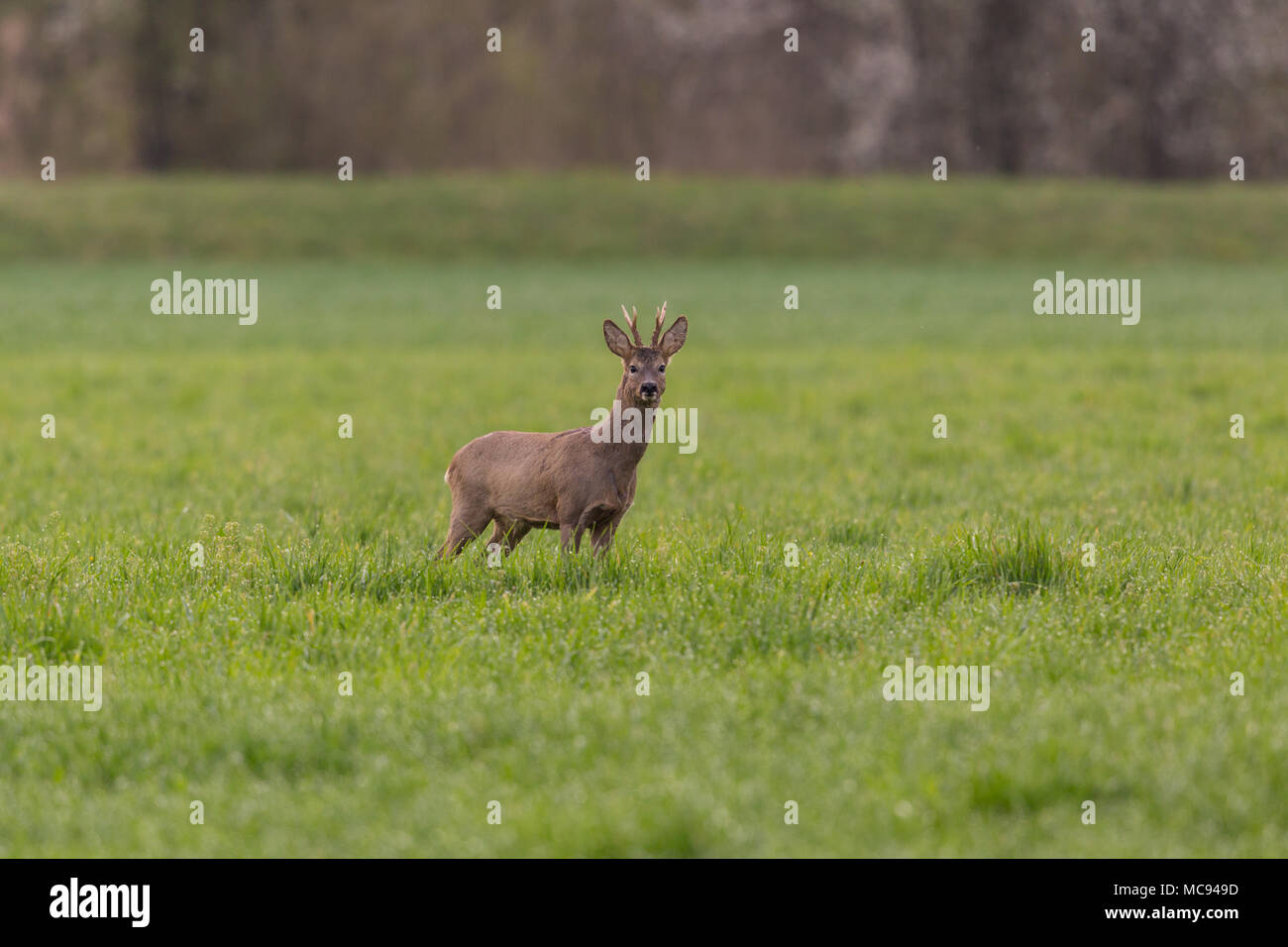 Young roe buck capreolus capreolus hi-res stock photography and images ...