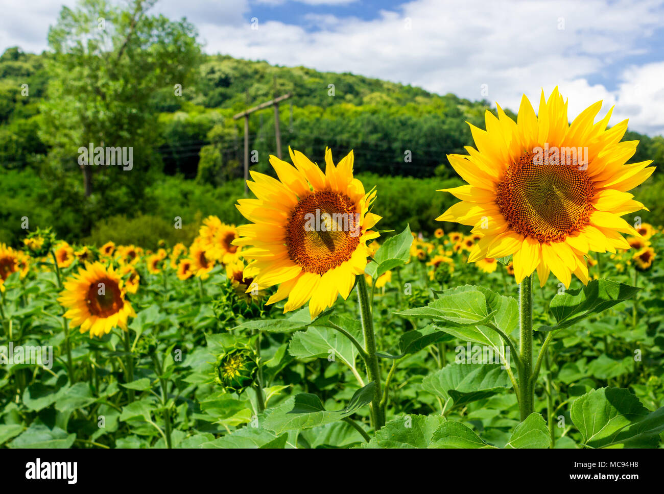 sunflower field in the mountains. lovely agricultural background. fine ...