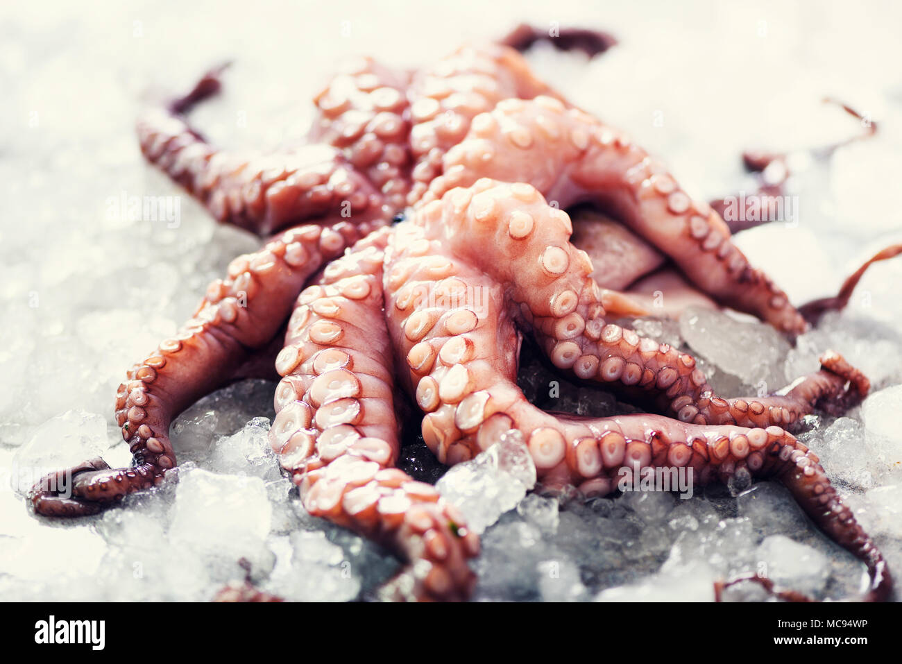 Fresh raw octopus on ice, grey concrete background. Top view, copy ...