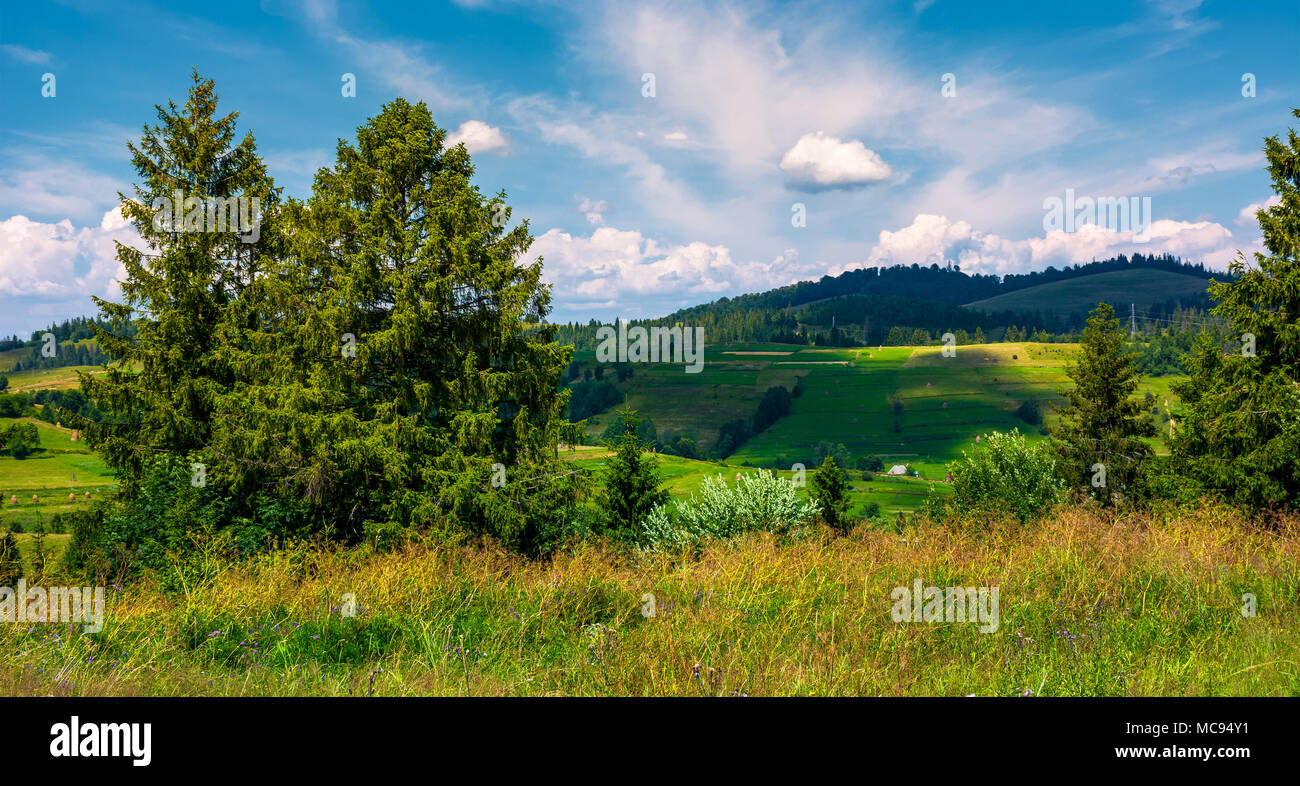 row of trees on Carpathian hills. beautiful countryside scenery of mountainous rural area Stock ...
