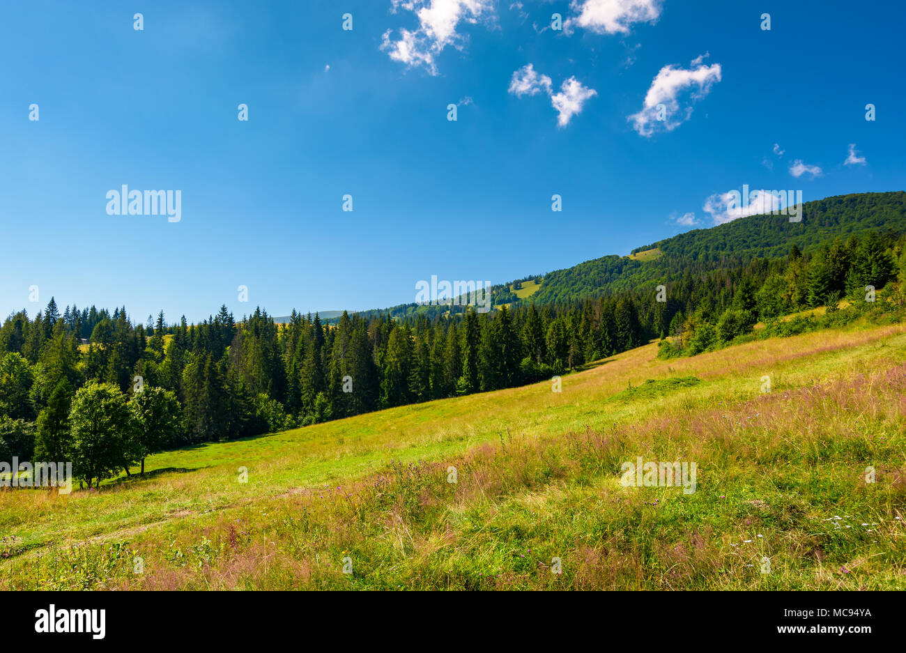 wide meadow among the spruce forest. lovely summer landscape in ...