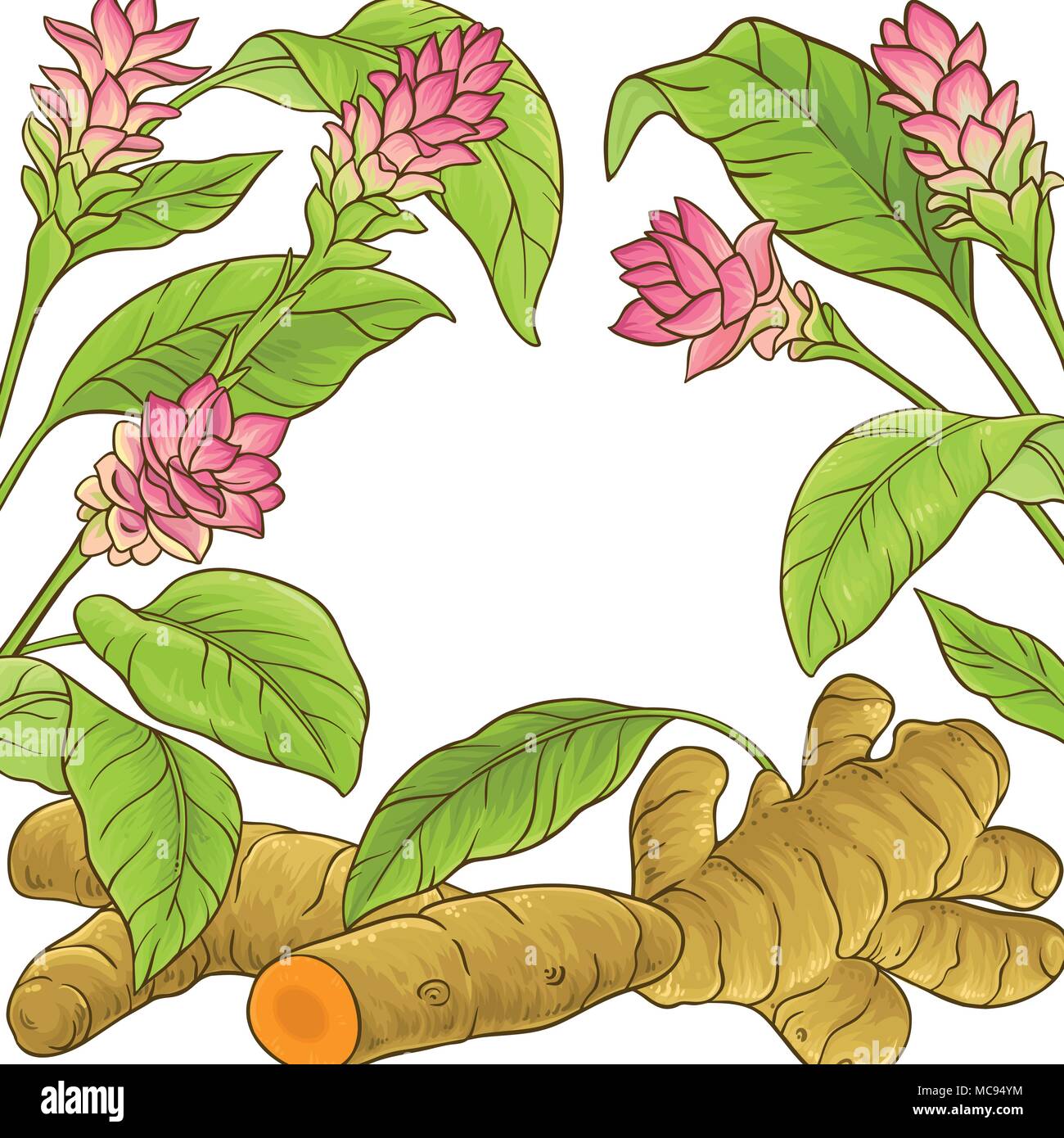turmeric plant vector frame on white backgrond Stock Vector Image & Art ...