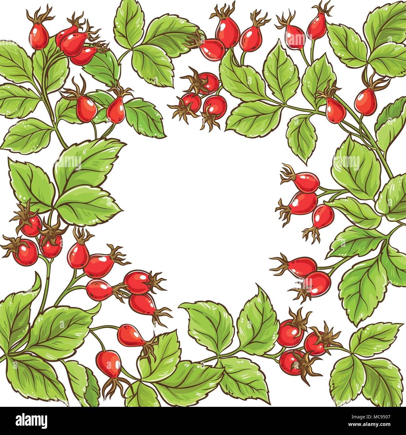 wild rose vector frame on white background Stock Vector Image & Art - Alamy