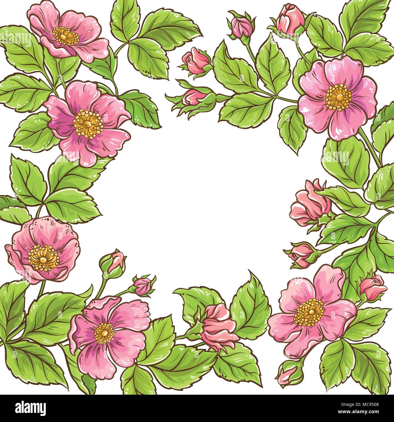 wild rose vector frame on white background Stock Vector Image & Art - Alamy