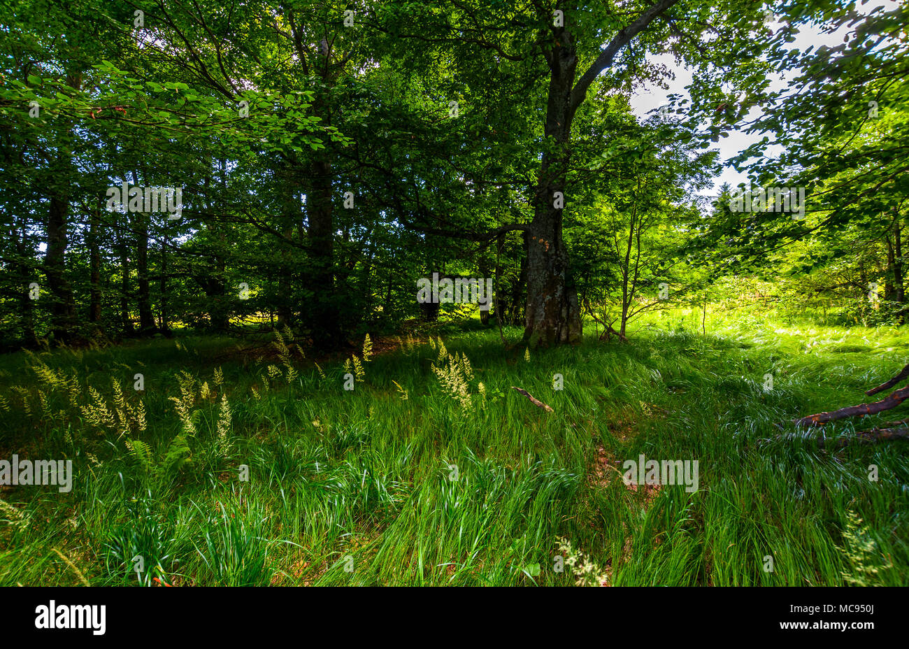 tall grass under the trees. lovely summer nature scenery Stock Photo ...