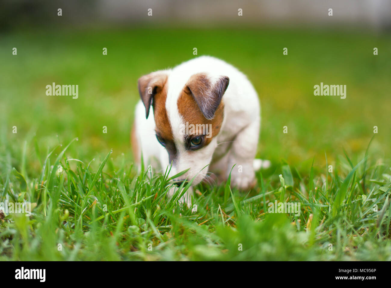 Little junior Jack Russell terrier smelling and sitting in grass ...