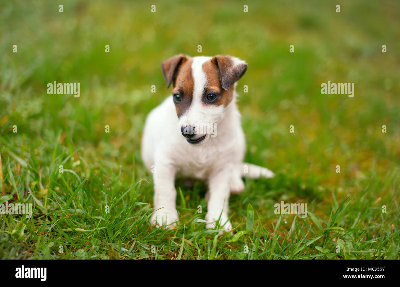 Summer jack russell terrier hi-res stock photography and images - Alamy