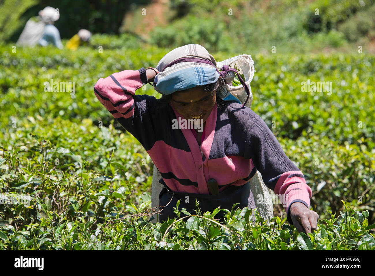 Little picker hi-res stock photography and images - Alamy