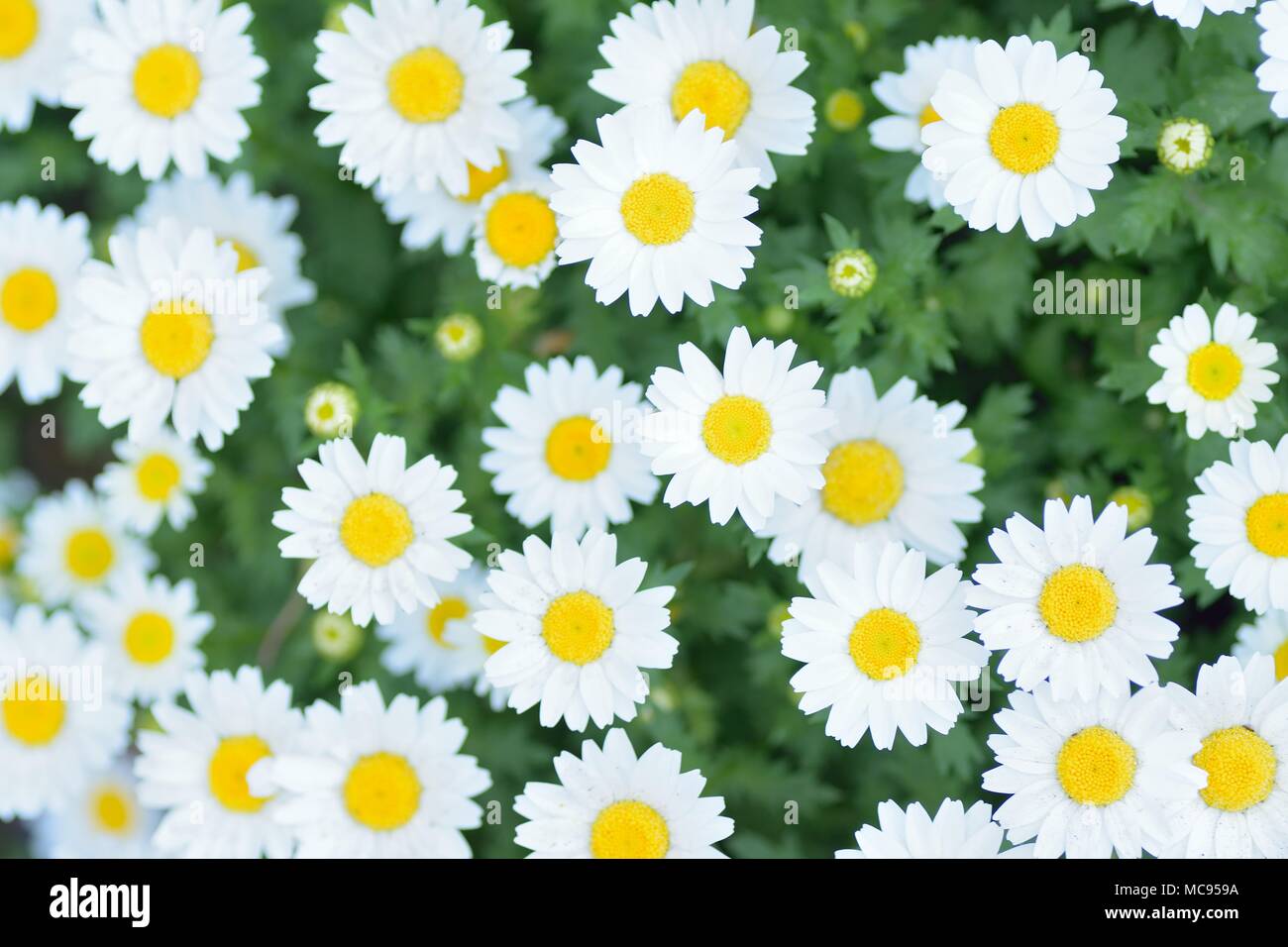 Daisy close up details hi-res stock photography and images - Alamy