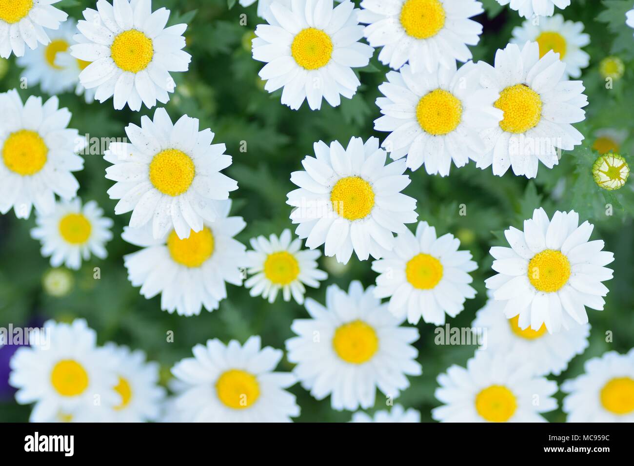 Macro details of White Daisy flowers in horizontal frame Stock Photo ...