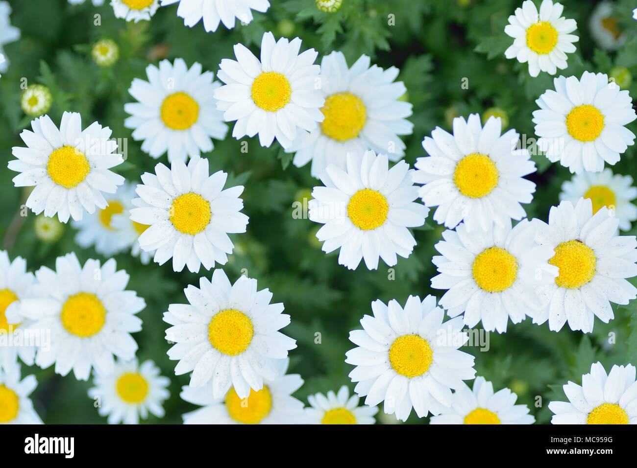 Macro details of White Daisy flowers in horizontal frame Stock Photo ...