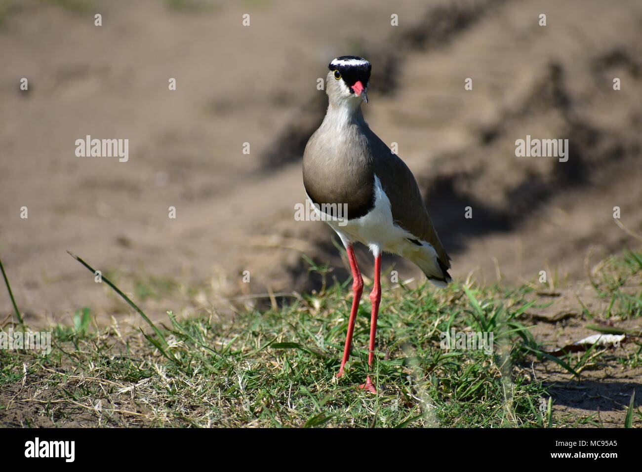 Plover. Shore Bird Stock Photo - Alamy
