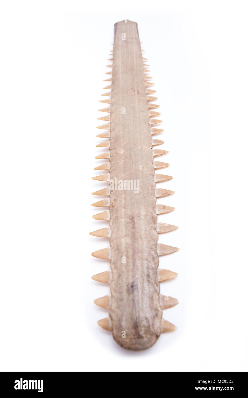 Old saw fish bill hi-res stock photography and images - Alamy
