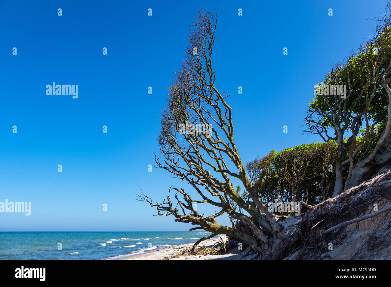 Trees on shore of the Baltic Sea Stock Photo - Alamy