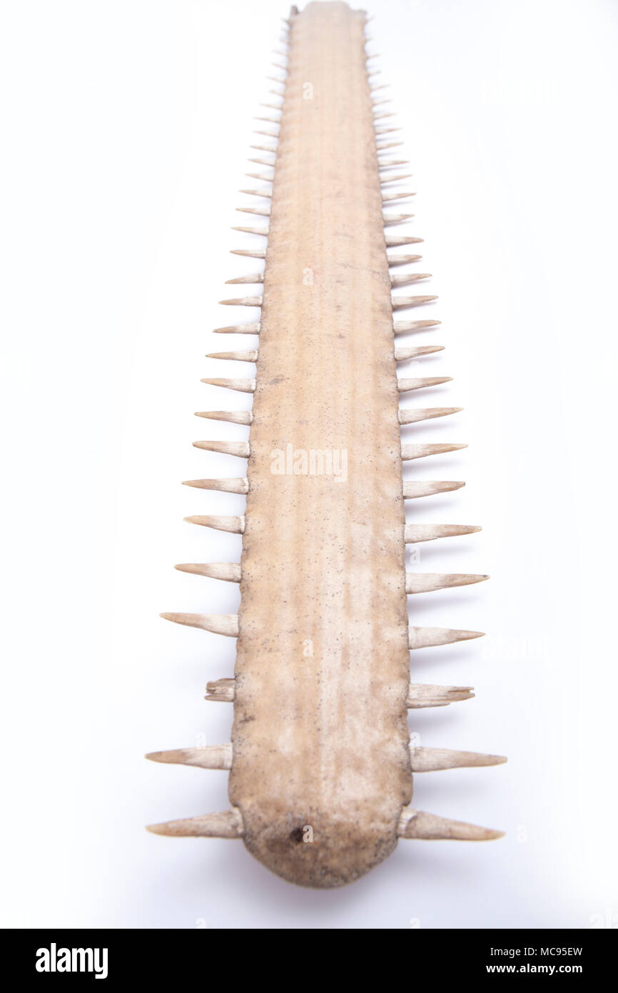 An old sawfish bill, also known as a rostrum, bought from an antique ...