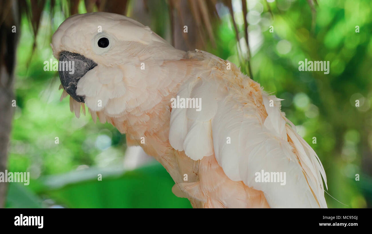 White cockatoo parrot sitting on a branch Stock Photo - Alamy