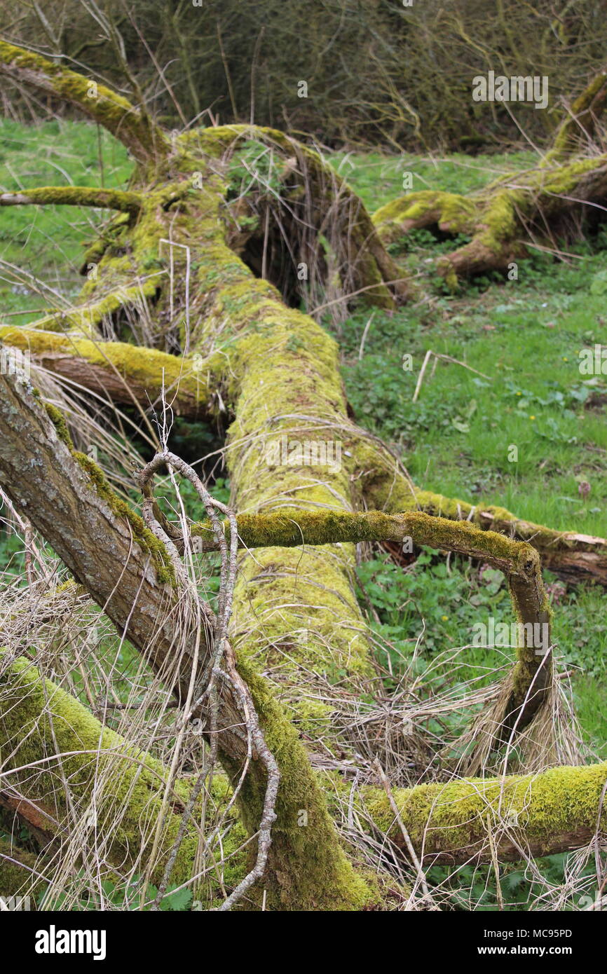 Moss on a fallen tree, Sherborne Estate, Gloucestershire Stock Photo ...