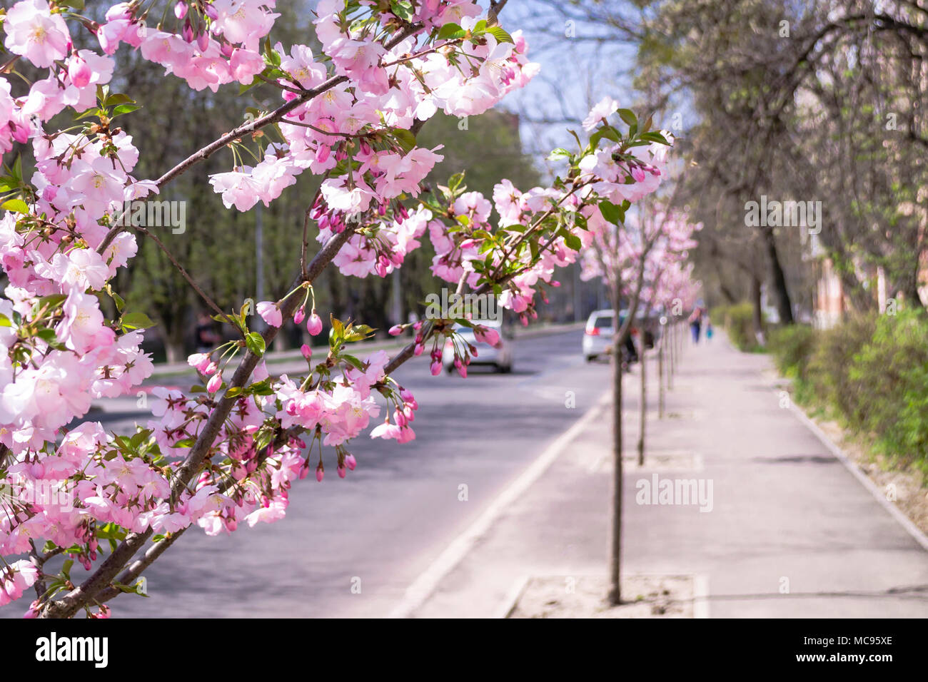Pink sakura flowers closeup on blurred street background Stock Photo ...