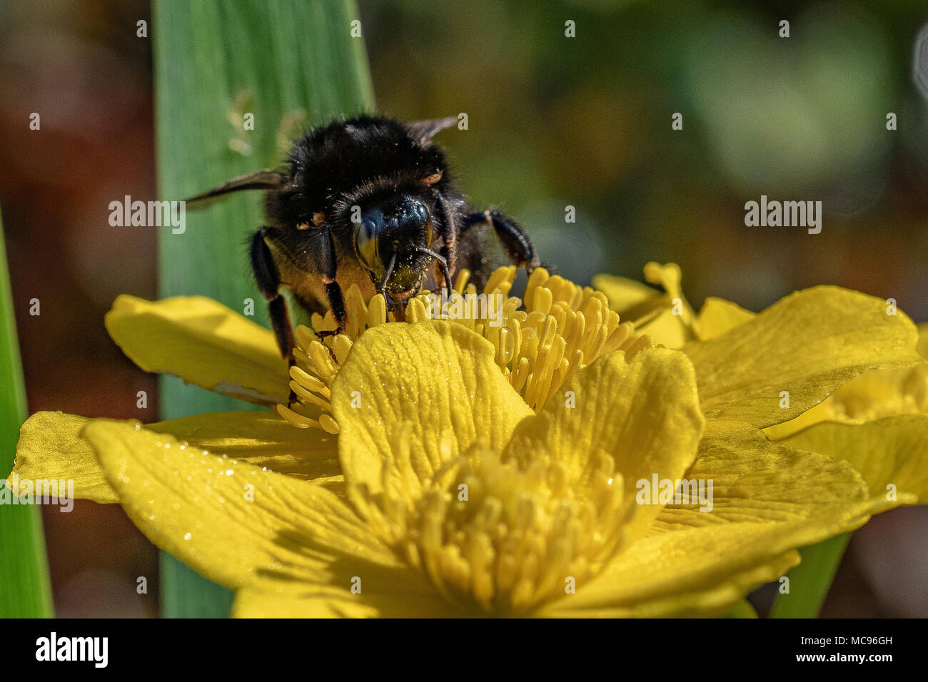 A bee with mites collects pollen from a Marsh Marigold Stock Photo - Alamy