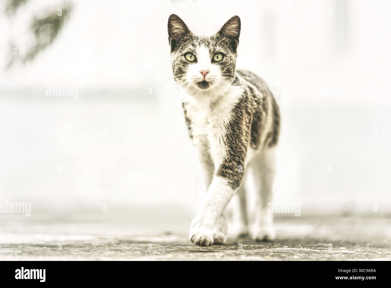Black Cat Walking Side View High Resolution Stock Photography and ...