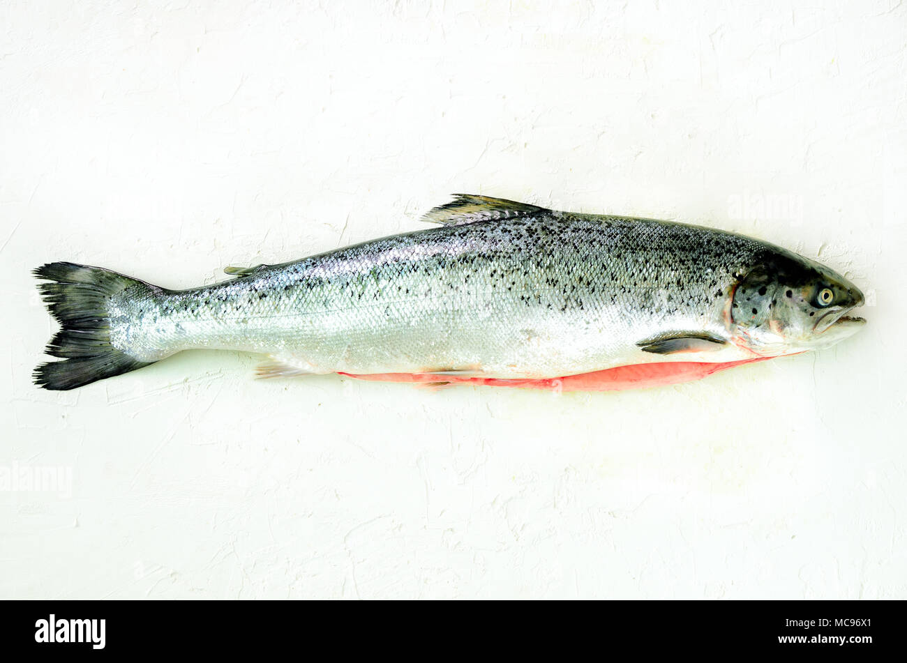 Salmon fish on white concrete background prepared for filing. Copy ...