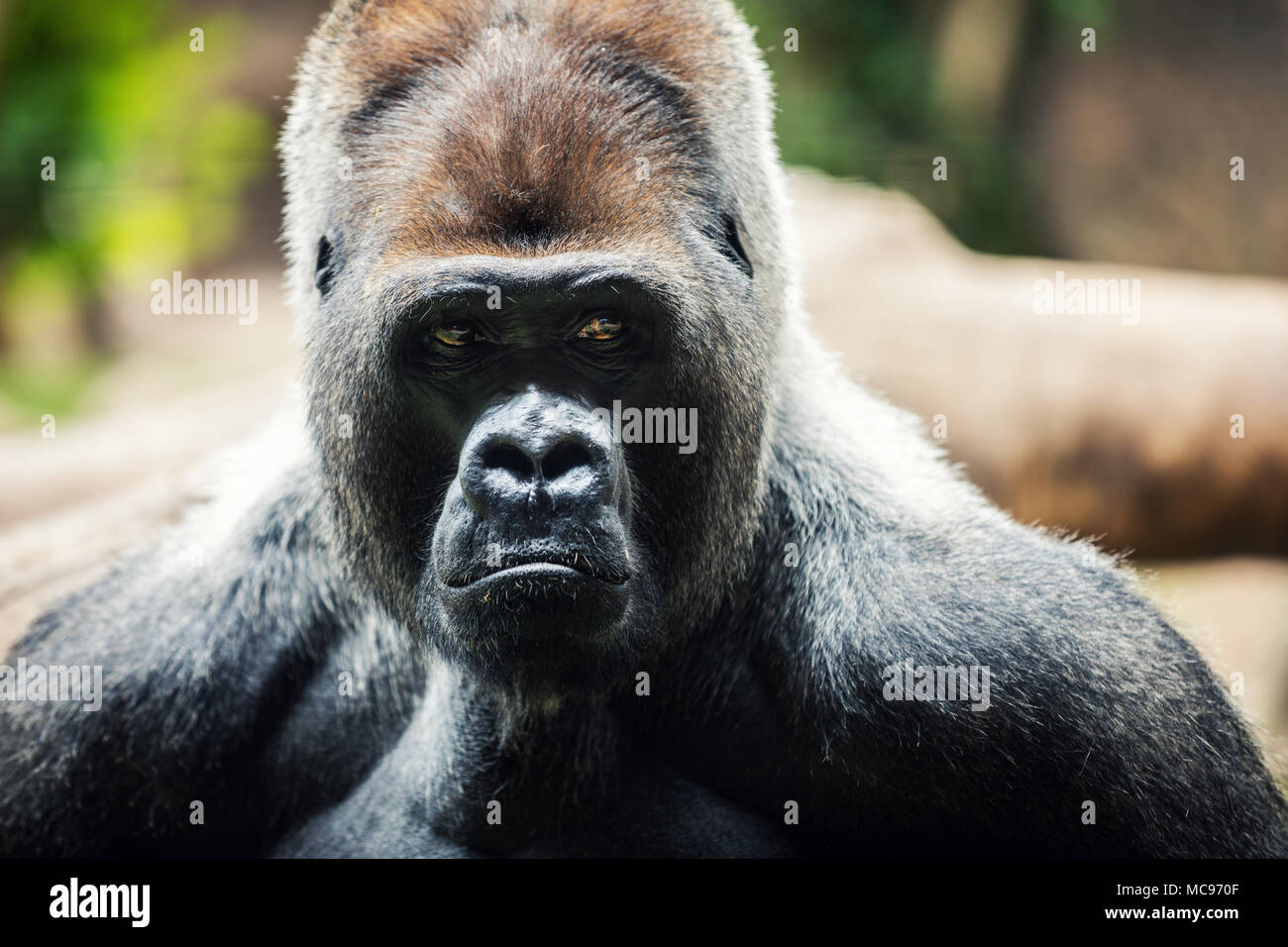 Silverback gorilla face hi-res stock photography and images - Alamy