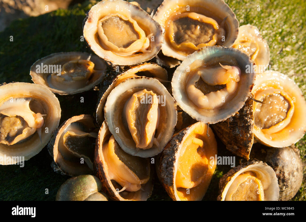 Limpet Fish Real